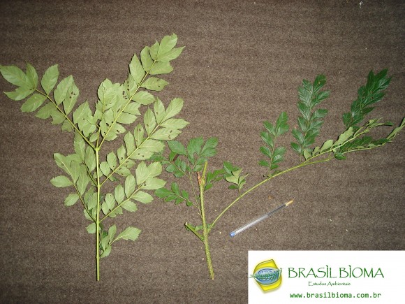 40 Fotos de Plantas e seus nomes científicos - Escola de Botânica e Meio Ambiente - Brasil Bioma