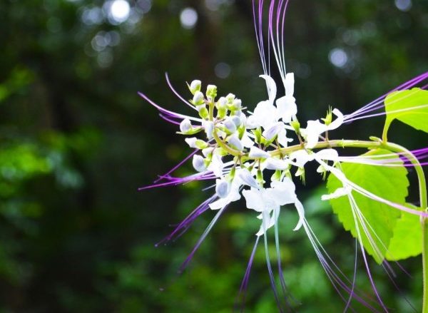 Botânica: por que estudar as plantas? - Escola de Botânica e Meio ...